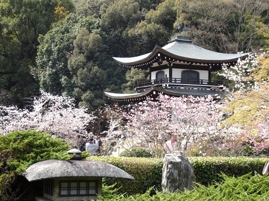 京都の桜3 勸修寺: 旅好きじいさん残日録